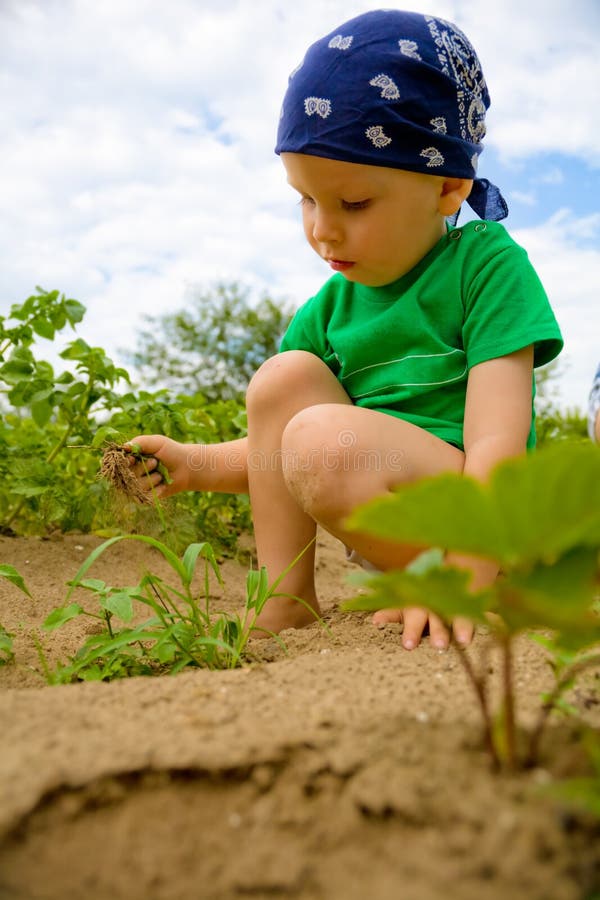 Little boy weeding garden stock photo. Image of person - 8819210