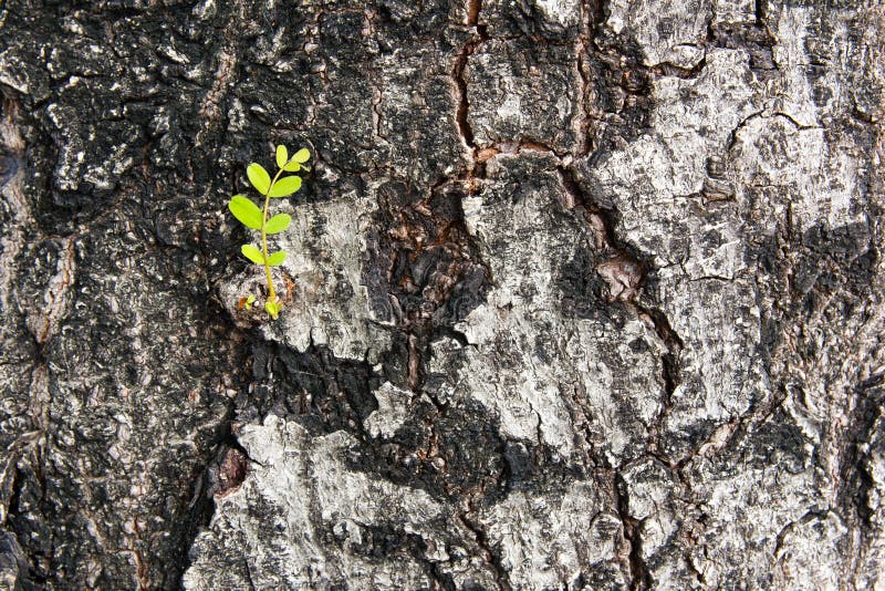 Little branch on the bark stock photo. Image of arbor - 57541942