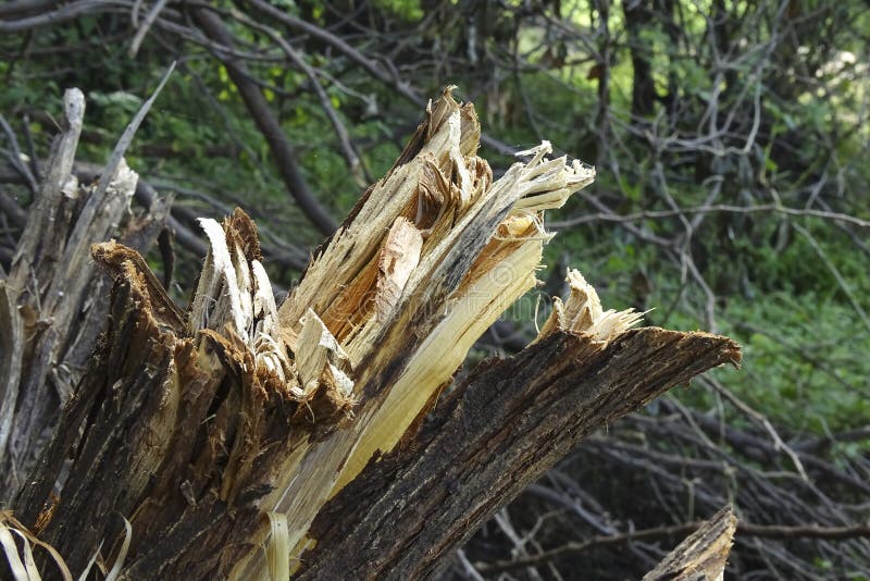 A little branch cut stock photo. Image of environment - 230099966