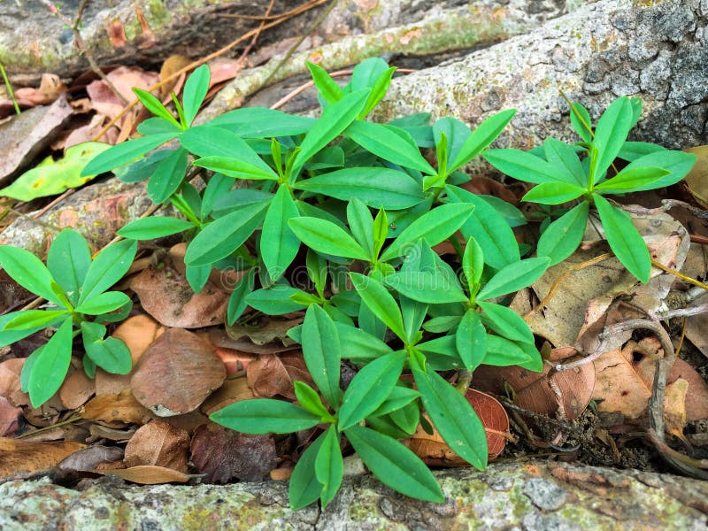 Little Branch Growing from Big Tree. Power of Nature Stock Image ...