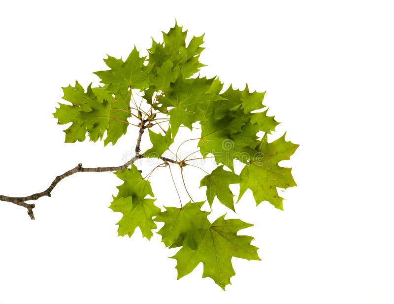 Little branch of maple stock photo. Image of forest, spring - 16323236