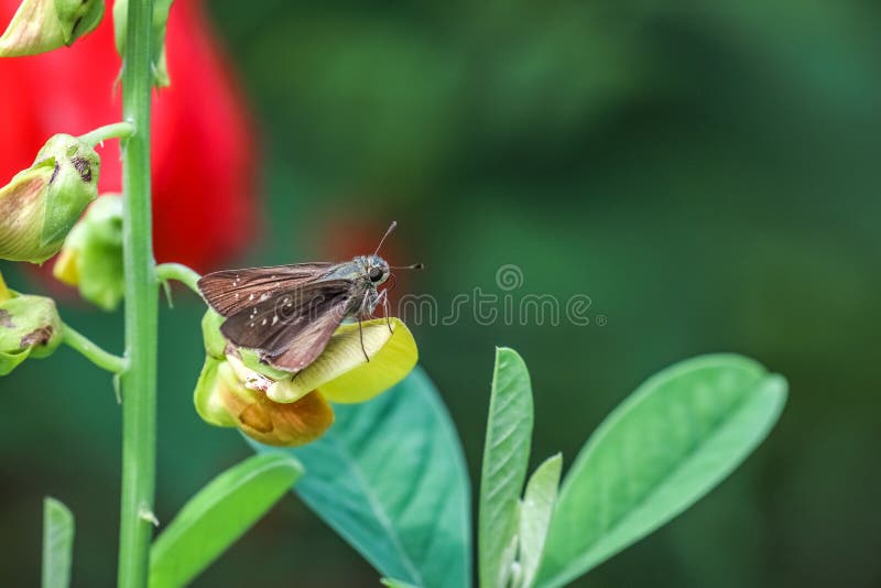 Little Branded Swift Pelopidas Agna Perching on Plant Stock Image ...
