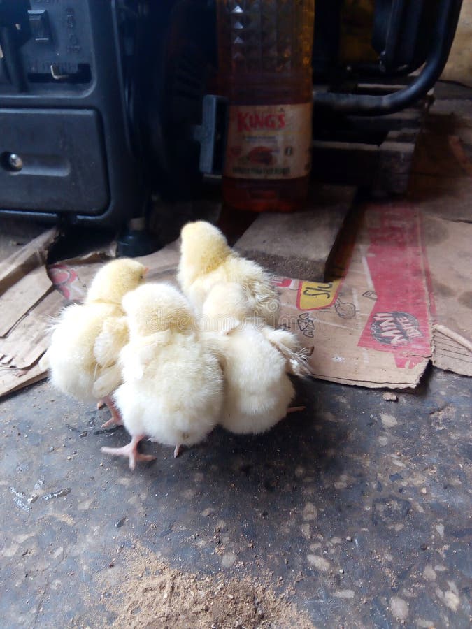 Little Brightly Colored Chicken Chicks Stock Photo - Image of chicken ...