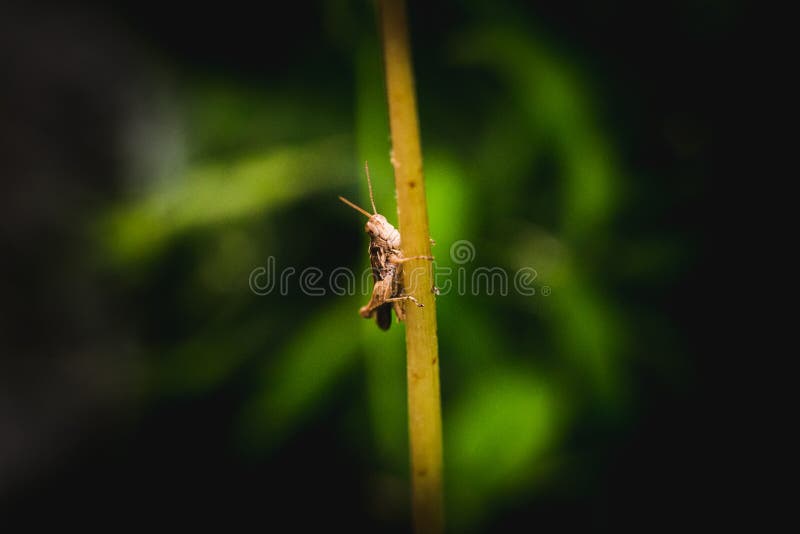 Little bril watching stock photo. Image of black, house - 105500762