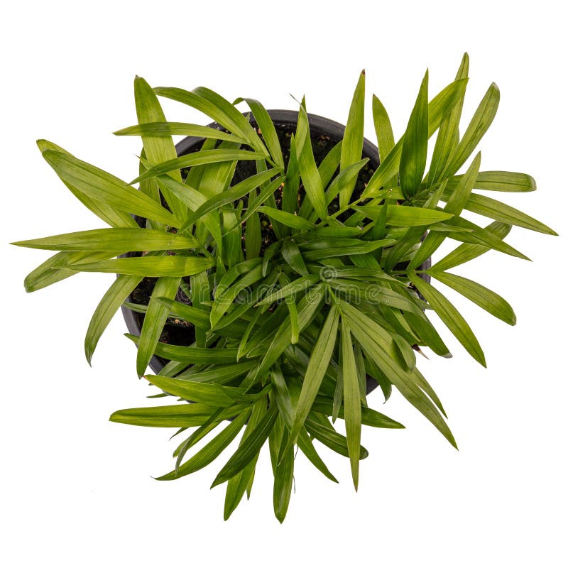 Little broadleaf lady palm stock photo. Image of flora - 240250746