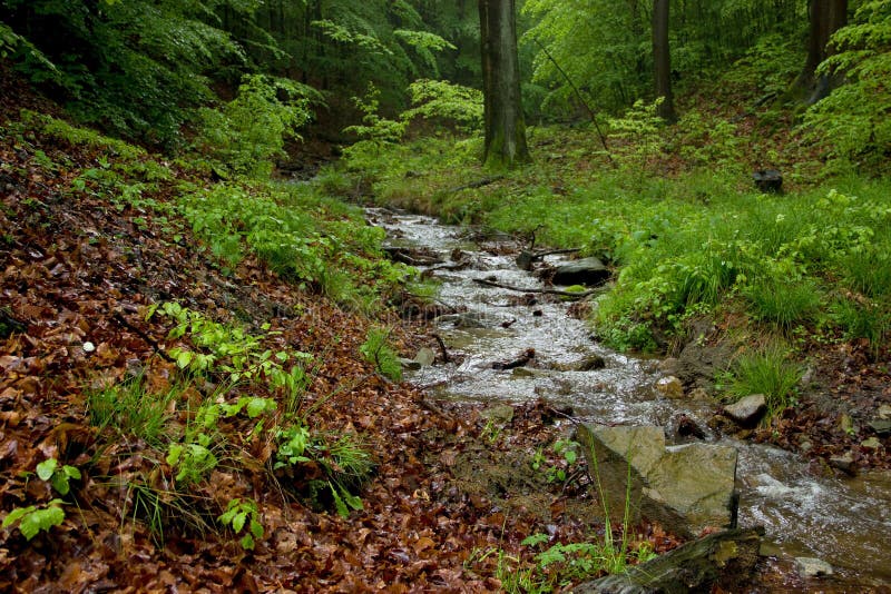 Little Brook with Rocks and Stump Wood Stock Photo - Image of timber ...