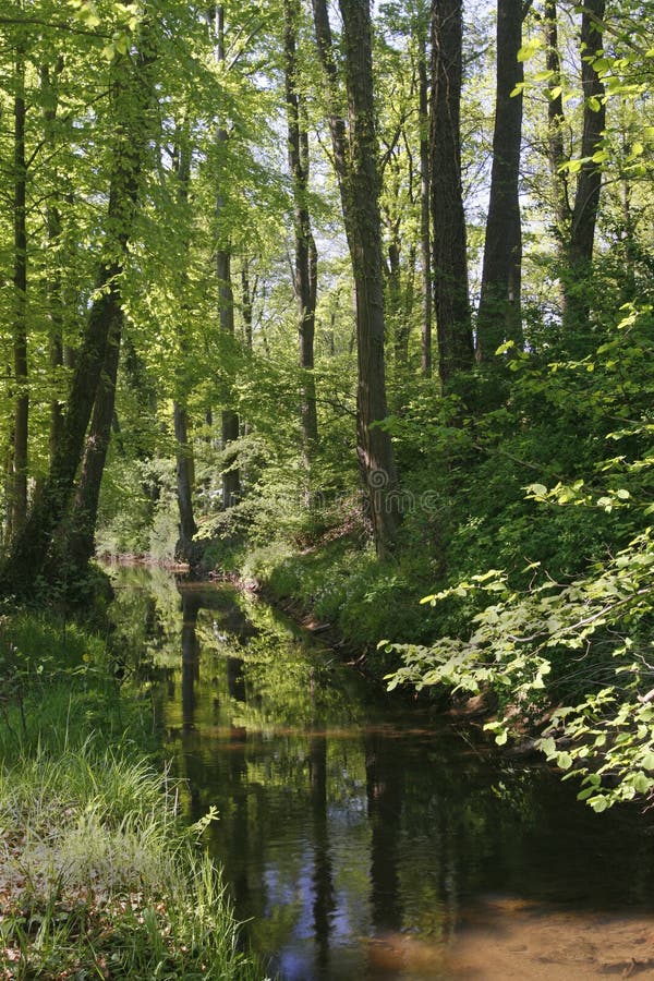 Little Brook in Spring, Germany Stock Image - Image of springtime ...