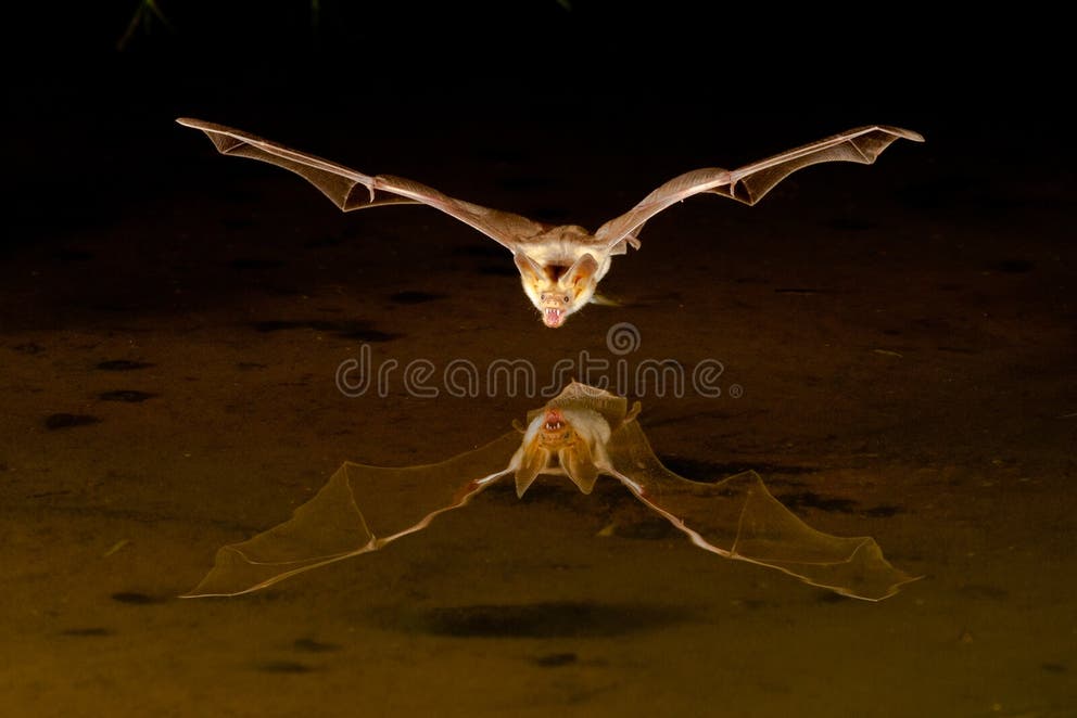 Little Brown Bat stock photo. Image of swooping, scarry - 21284160