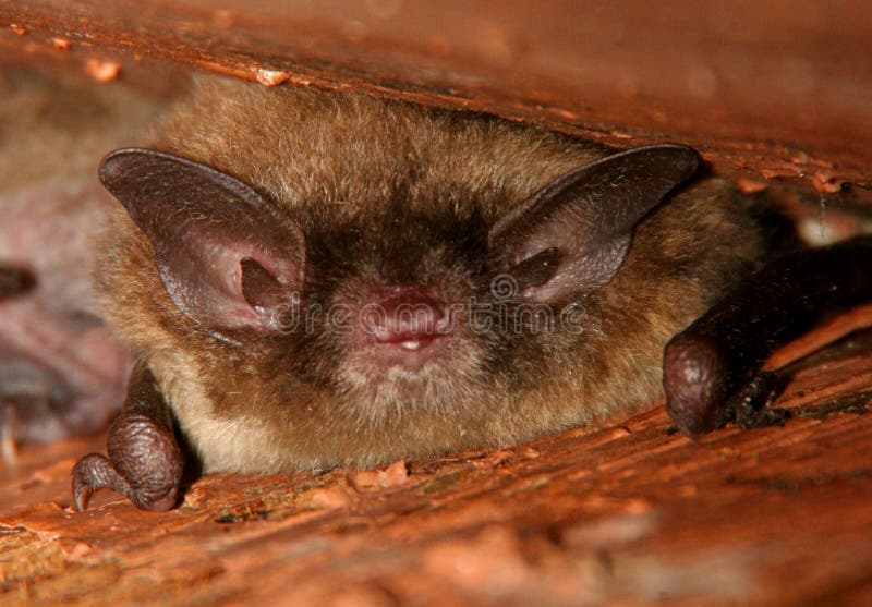 Little Brown Bat Sleeping stock photo. Image of animals - 3259024