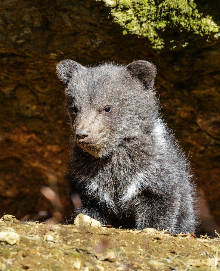 Little brown bear stock photo. Image of predator, mother - 40161726