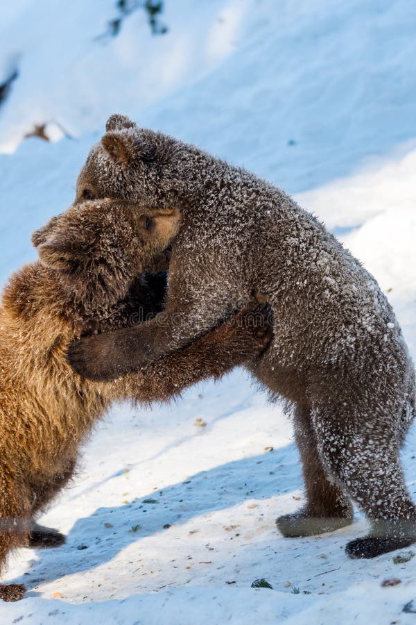 Little Brown Bears Playing and Fighting in Snow Stock Photo - Image of ...