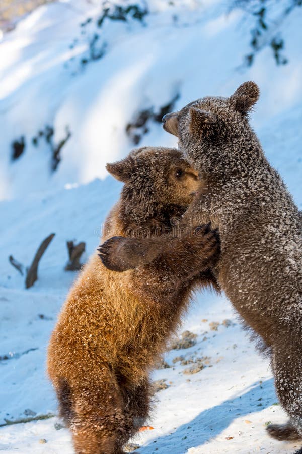 Little Brown Bears Playing and Fighting in Snow Stock Image - Image of ...