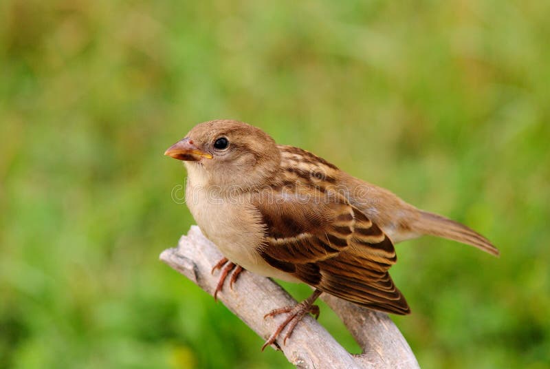 Little brown bird stock image. Image of detail, small - 11071801