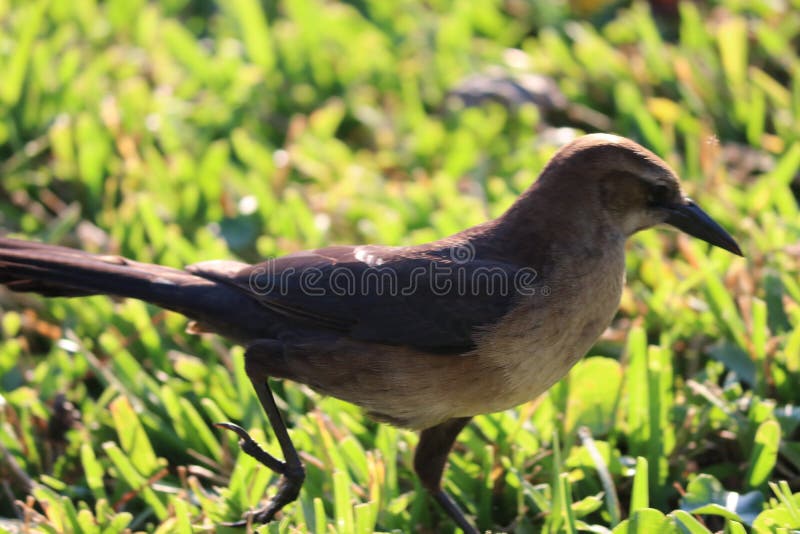 Little brown bird. stock photo. Image of strutting, sunny - 105151000