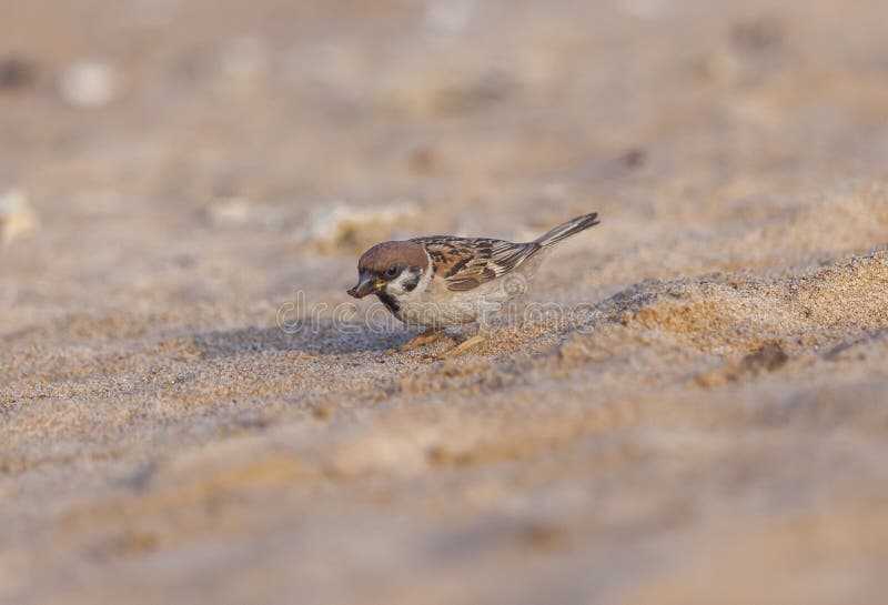 A Little Birdie on the Beach with Sand in Its Mouth Stock Image - Image ...