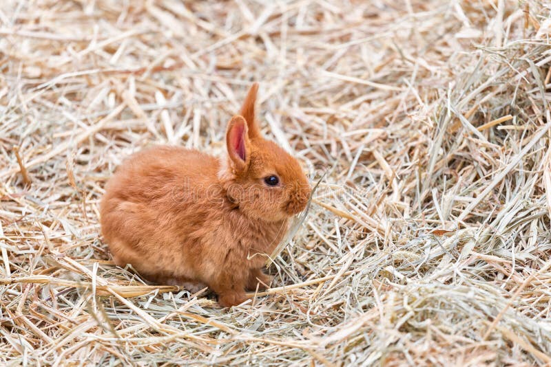 Little brown bunny stock image. Image of eating, rabbit - 116126009