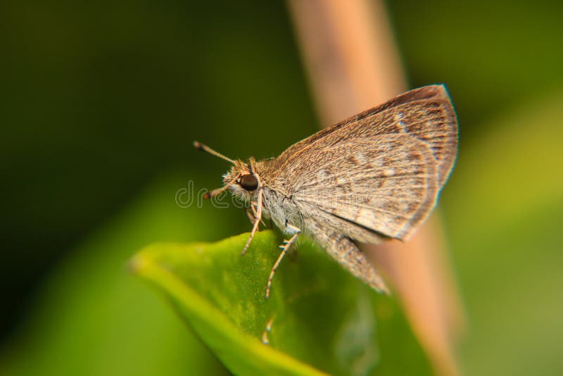 Little Brown Butterfly on Green Leaf Stock Image - Image of nature ...