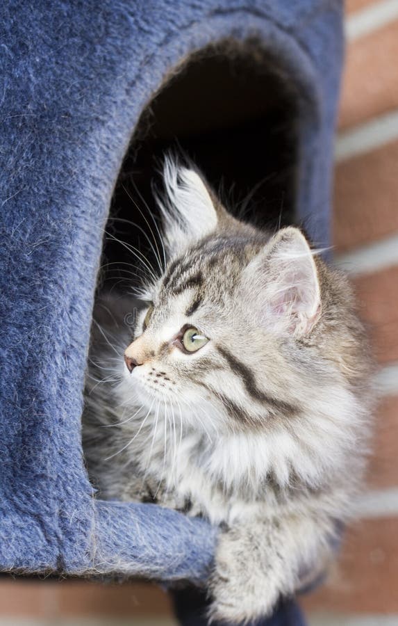 Little Brown Cat of Siberian Breed at Two Months on the Scratching ...