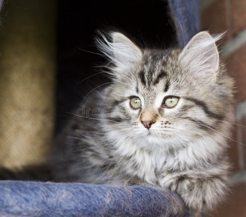 Little Brown Cat of Siberian Breed at Two Months on the Scratching ...