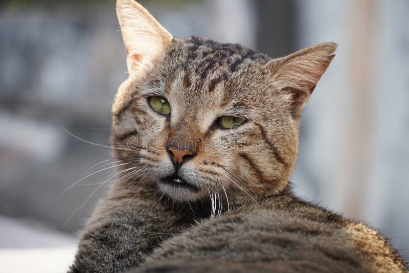 Little Brown Cat Sitting Image Stock Image - Image of beautiful ...