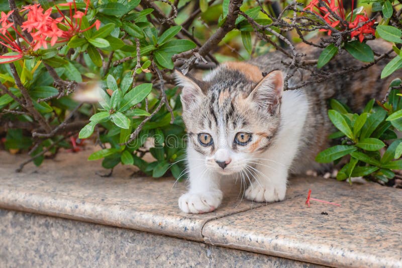Little Brown Cat in the Street Stock Photo - Image of bright, grey ...