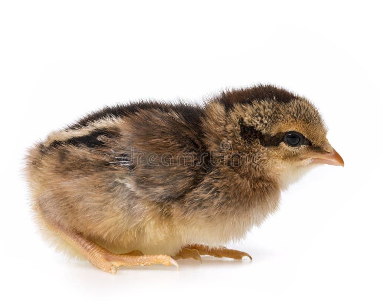 A little brown chicken stock photo. Image of holiday - 30317142