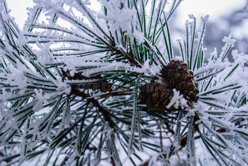 Cone in the snow stock image. Image of pine, cones, winter - 105161211