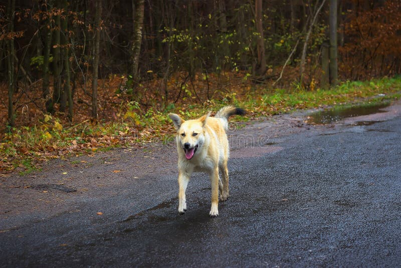 Little Stray Dogs Running on a Road Stock Photo - Image of crossing ...