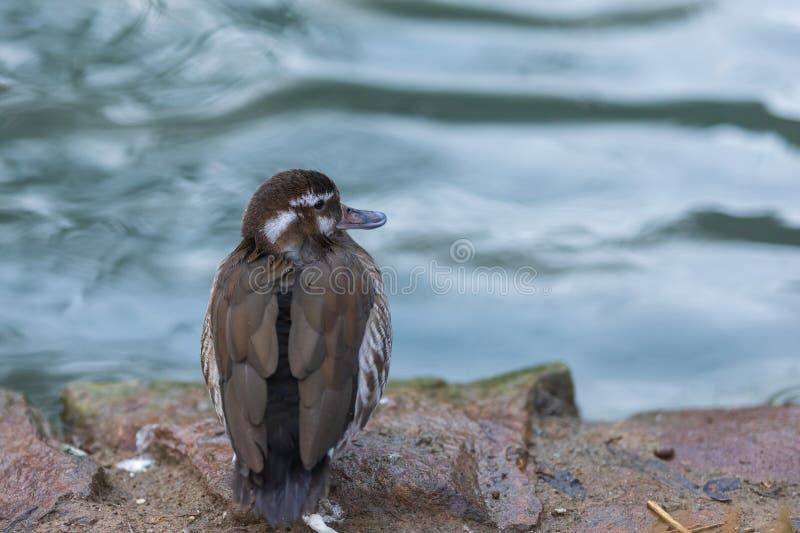 Little Brown Duck by the Water in Cloudy Weather Stock Image - Image of ...