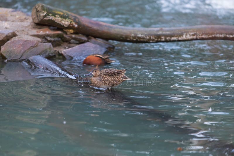 Little Brown Duck by the Water in Cloudy Weather Stock Image - Image of ...