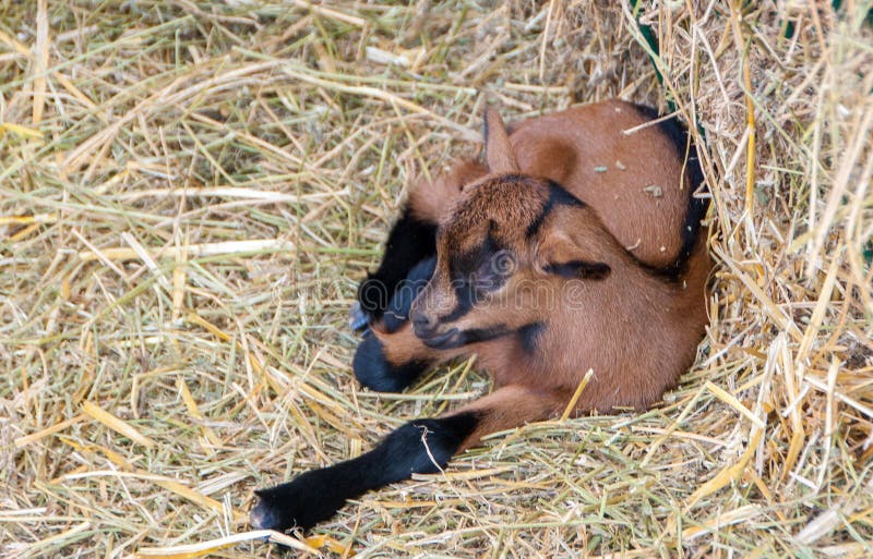 Little brown goatling stock image. Image of thirsty, animal - 92830081