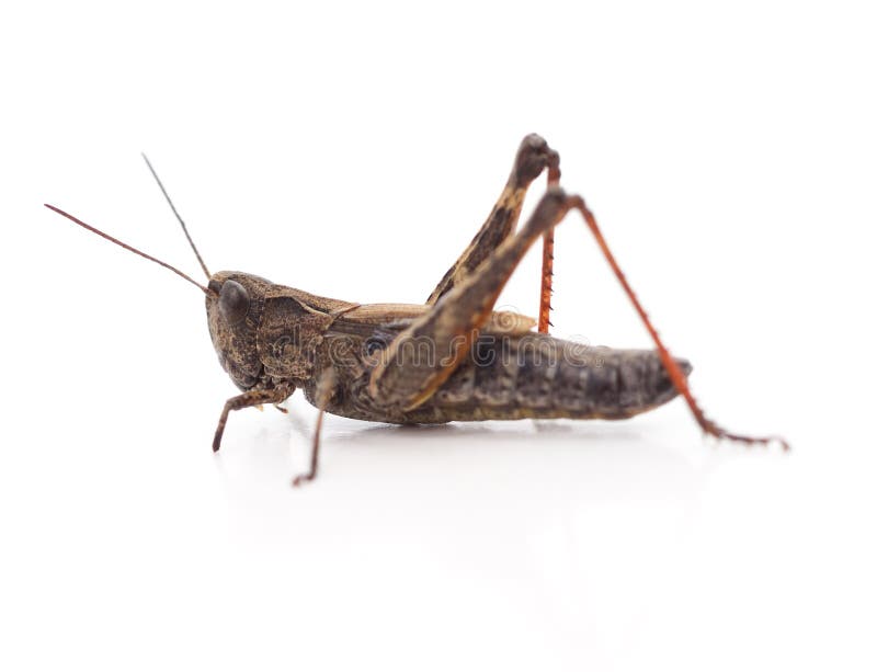 Little brown grasshopper stock image. Image of single - 265336885