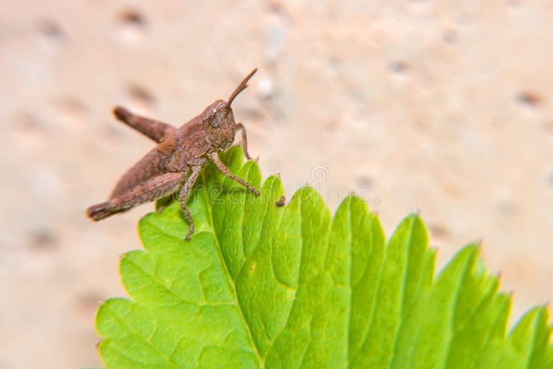 A little brown grasshopper stock photo. Image of close - 139612052