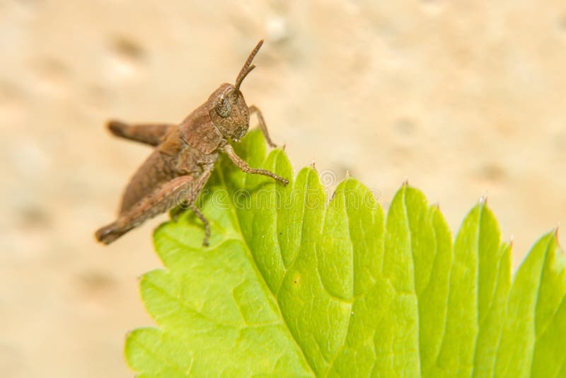 A Little Brown Grasshopper Sits on Green Leaf Stock Image - Image of ...