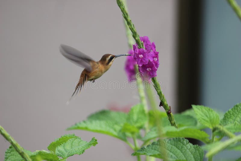 Little Brown Hummingbird in Motion Stock Image - Image of flowers ...