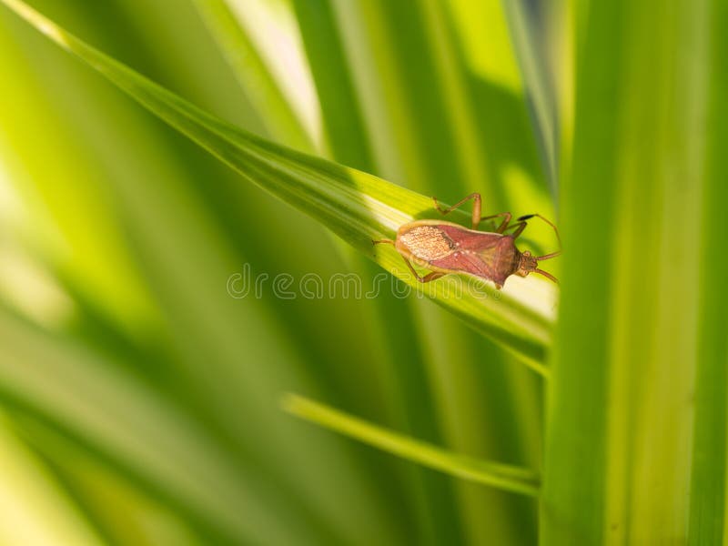 Little Brown Insect stock image. Image of beauty, bacground - 83270111
