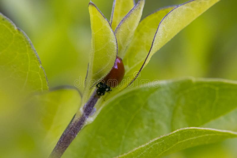 Little Brown Ladybug on Some Leaves Stock Photo - Image of creature ...
