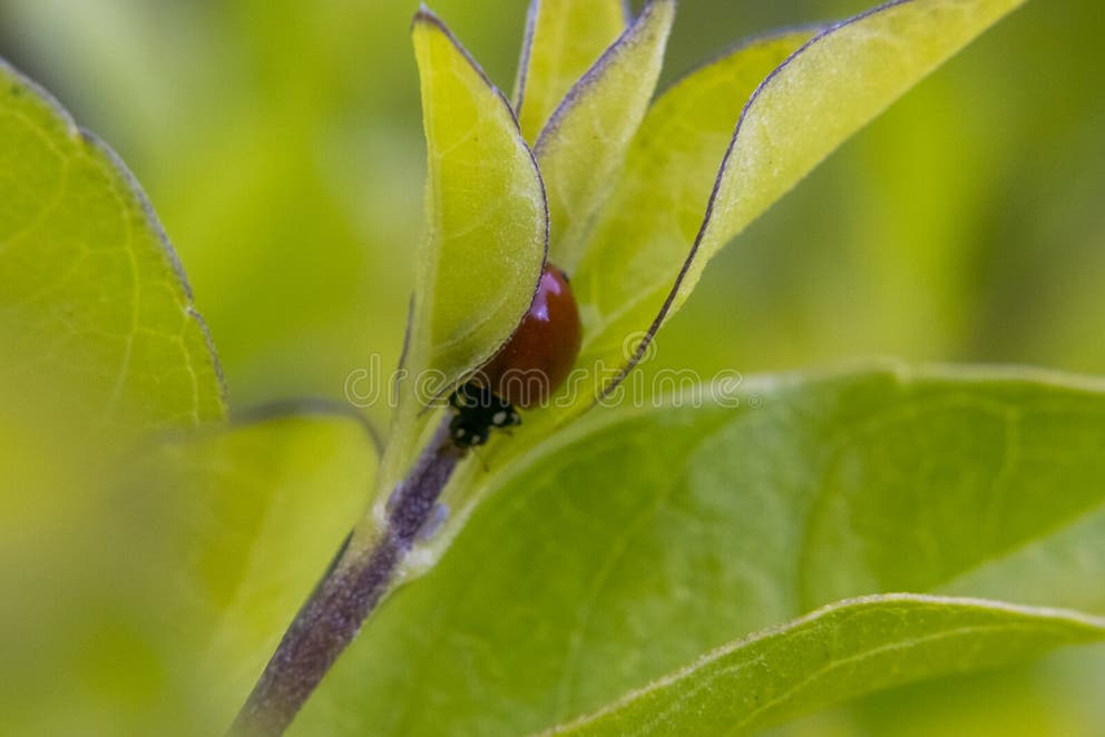 Little Brown Ladybug on Some Leaves Stock Photo - Image of green, close ...