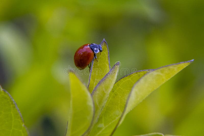 Little Brown Ladybug on Some Leaves Stock Image - Image of close ...