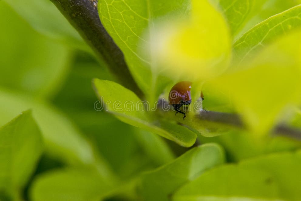 Little Brown Ladybug on Some Leaves Stock Photo - Image of creature ...