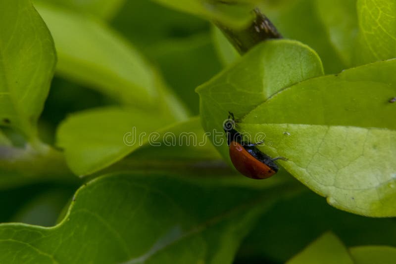 Little Brown Ladybug on Some Leaves Stock Photo - Image of creature ...