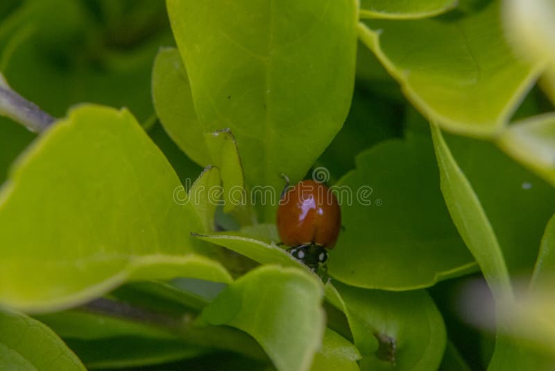 Little Brown Ladybug on Some Leaves Stock Image - Image of closeup ...