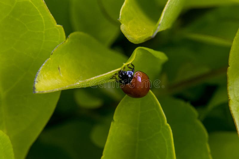 Little Brown Ladybug on Some Leaves Stock Photo - Image of closeup ...