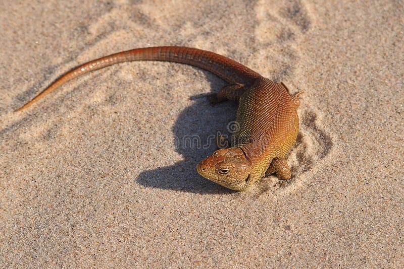 Little Brown Lizard Basking on the Cold Sand on the Beach Stock Image ...