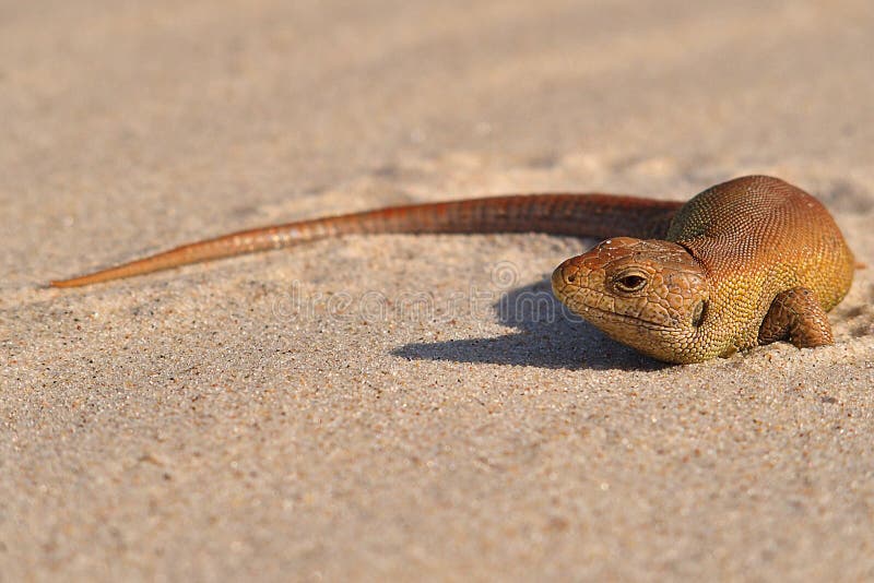 Little Brown Lizard Basking on the Cold Sand on the Beach Stock Photo ...