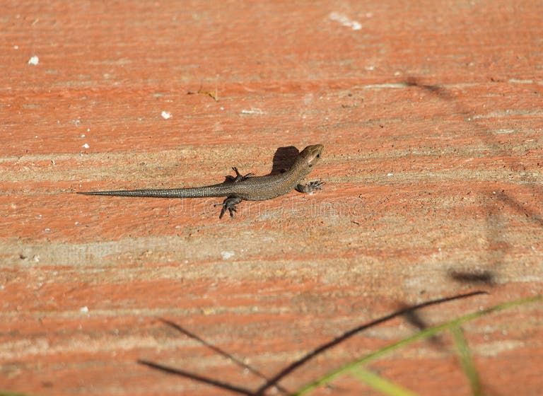 Little Brown Lizard on the Board Stock Photo - Image of lizards, agilis ...