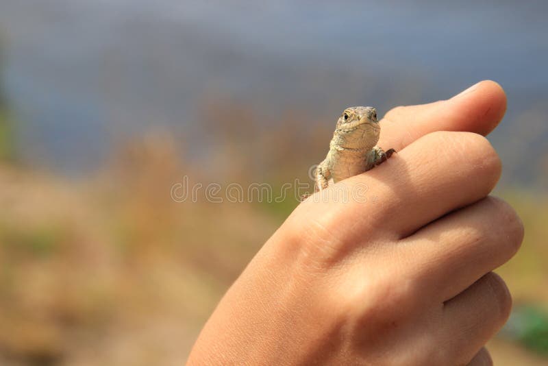 A Little Brown Lizard Sits on the Palms. Close-up Stock Photo - Image ...