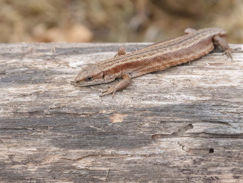 Little Brown Lizard Sitting on Old Log in Nature Stock Image - Image of ...