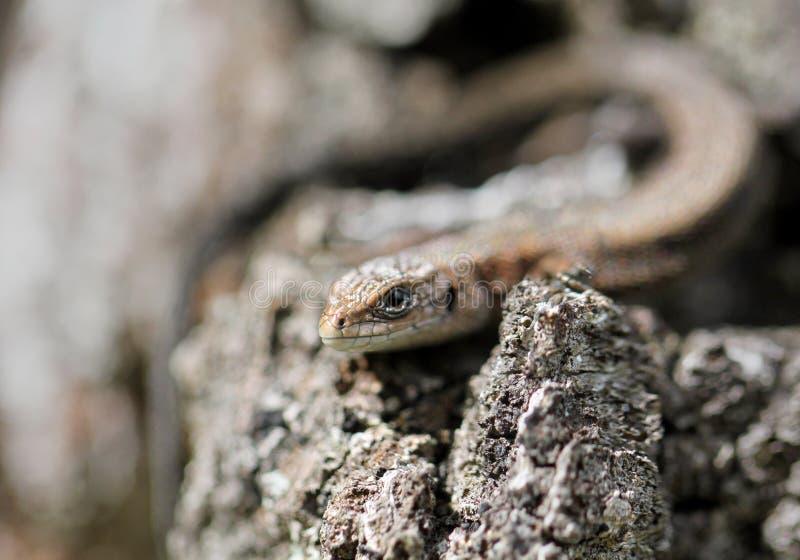 Little Brown Lizard on a Tree Stock Image - Image of closeup, colorful ...