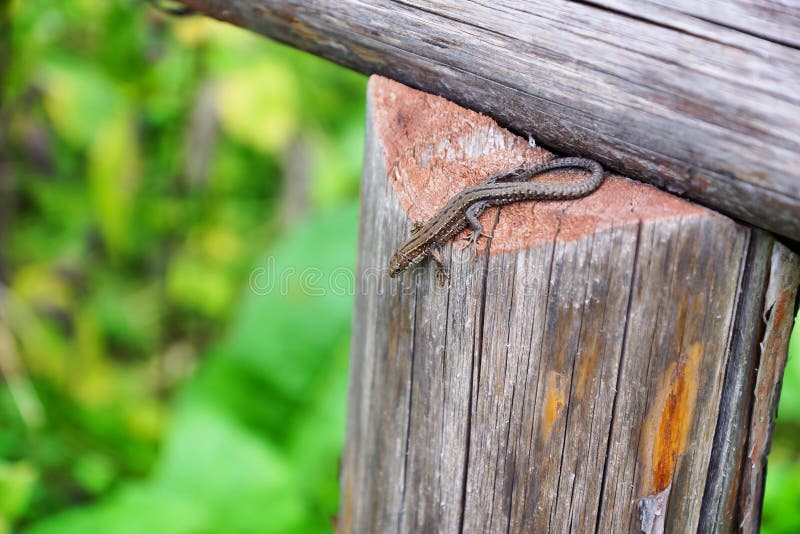Little brown lizard stock photo. Image of little, scales - 44370658